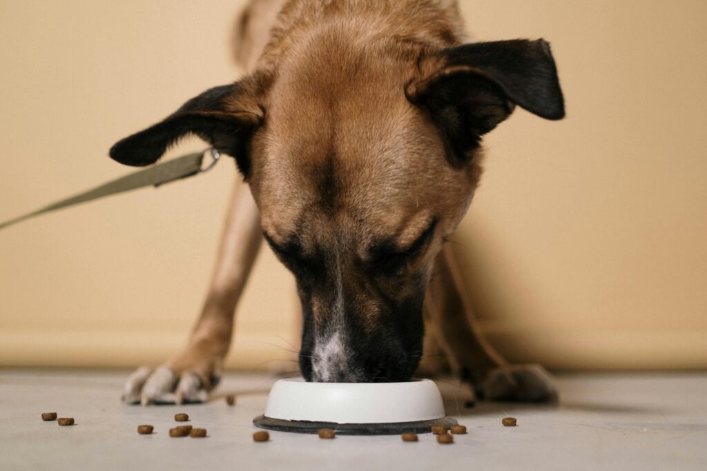 Many dogs suffer from digestive issues that can be traced directly to ...