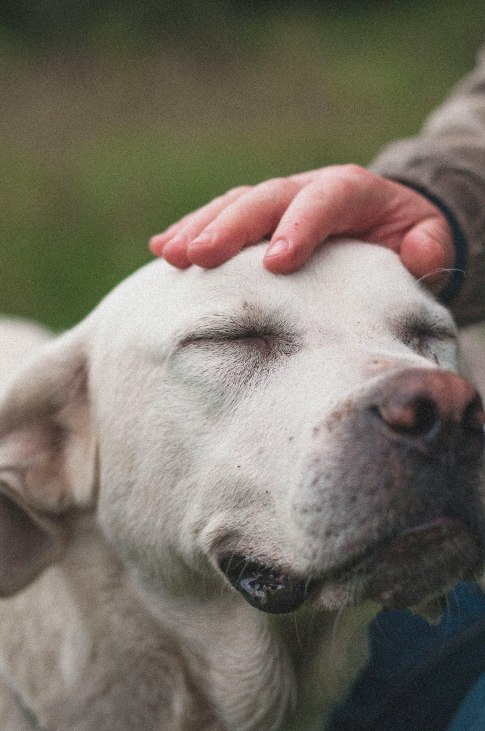 What Home Remedies and Prevention Tips Can Help With Upset Stomach in Dogs?