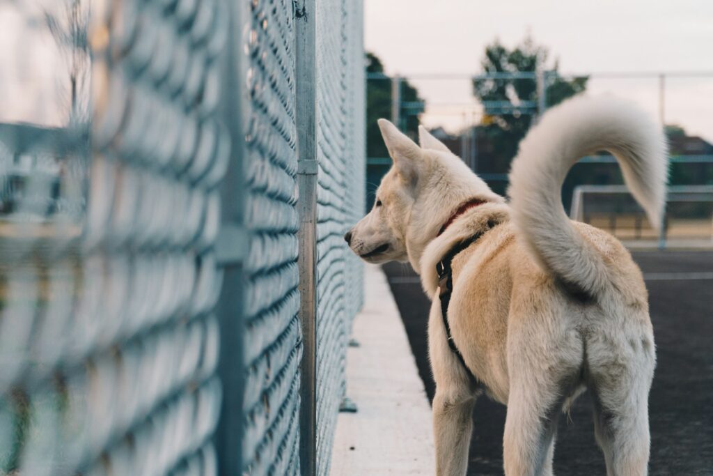A dog’s tail position serves as a window into their emotional state ...