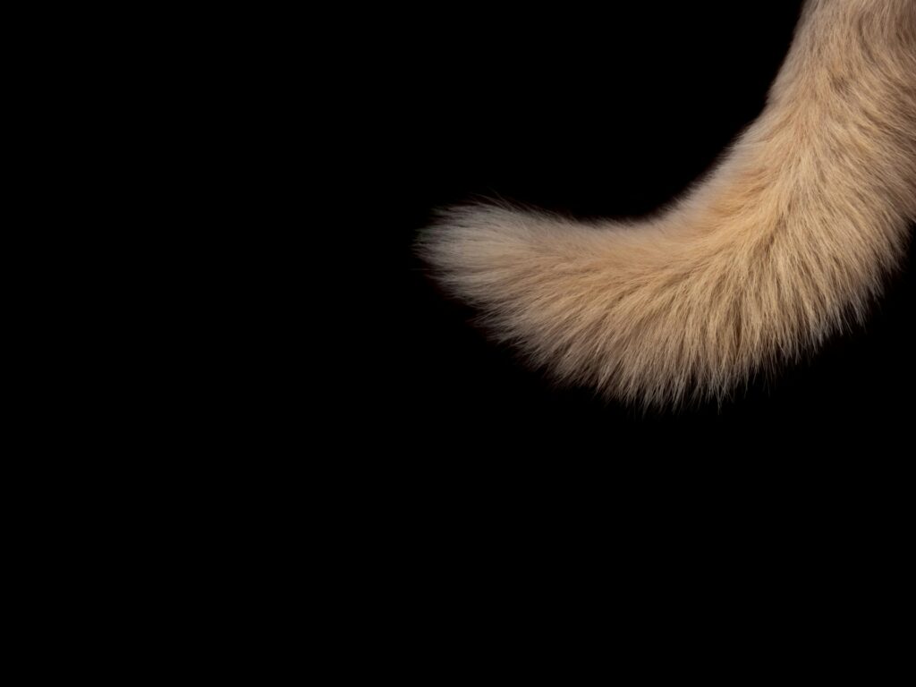 Dog Tail Positions Explained: Decode Your Pup’s Emotions Today