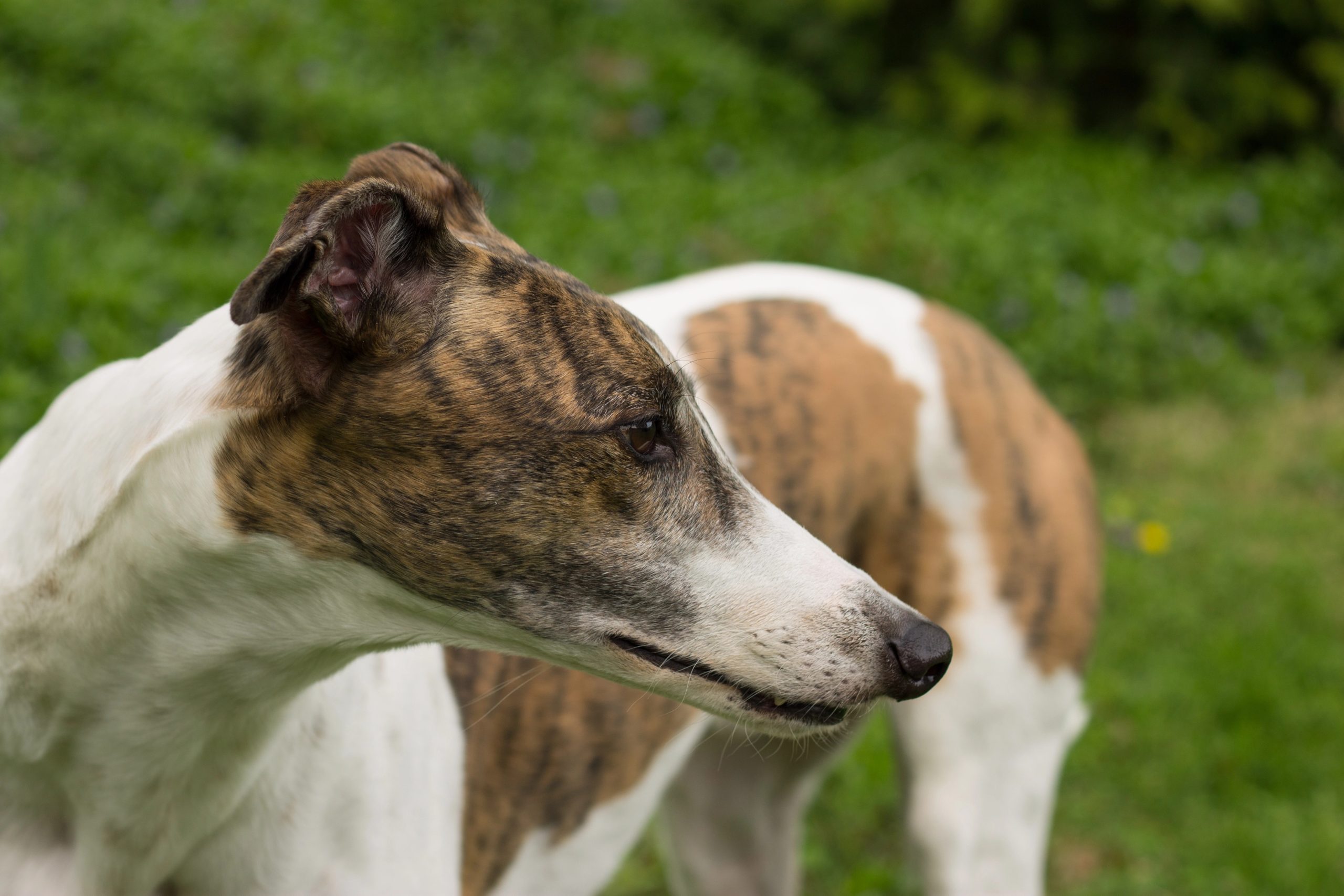 Greyhound Dog Breed Information | Halo Collar